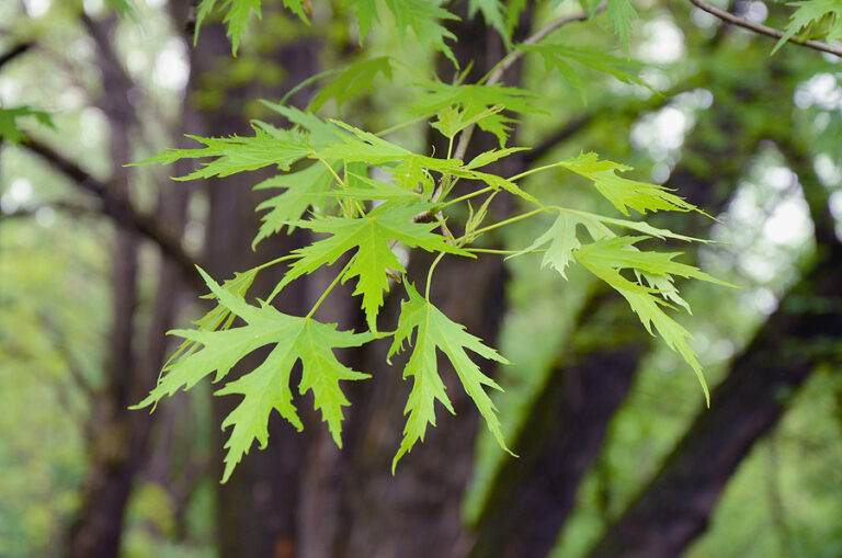 Common Maple Tree Species and How to Care for Them | Complete Tree Care