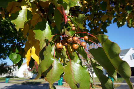 Invasive Trees | Complete Tree Care