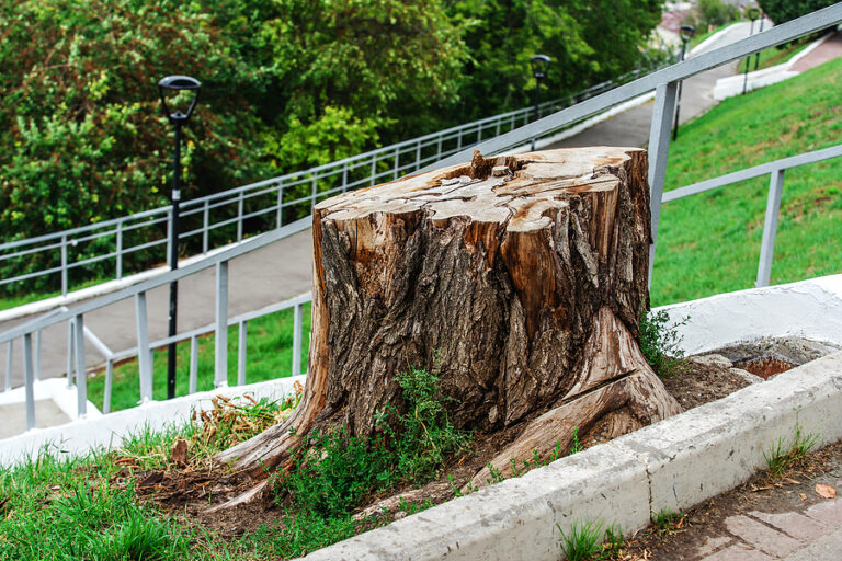 Top Signs You Need Tree Removal Service ASAP | Complete Tree Care