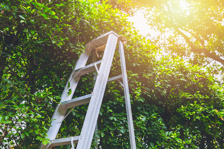 Ladder Safety for DIY Tree Trimming: Essential Tips Every Homeowner ...