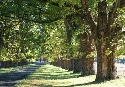 Elm Trees | Complete Tree Care