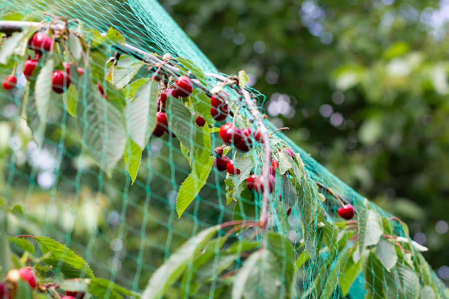 Tips for Dealing with Nuisance Birds in Your Indiana Trees | Complete ...