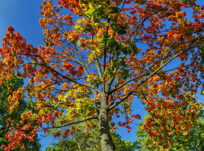 Top 5 Native Indiana Trees for Your Landscape | Complete Tree Care